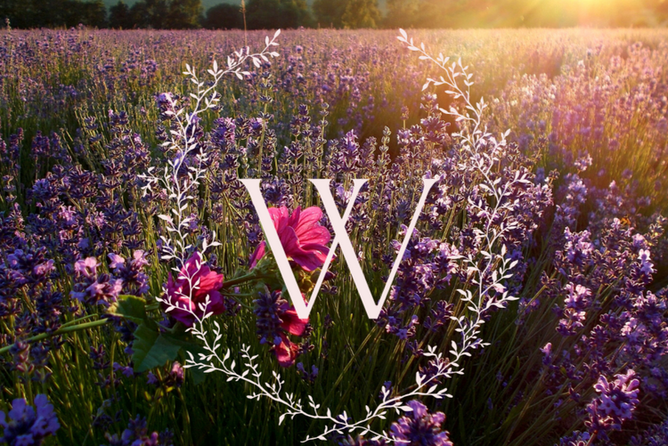 Whitethorne Lavender – Whitethorne Lavender